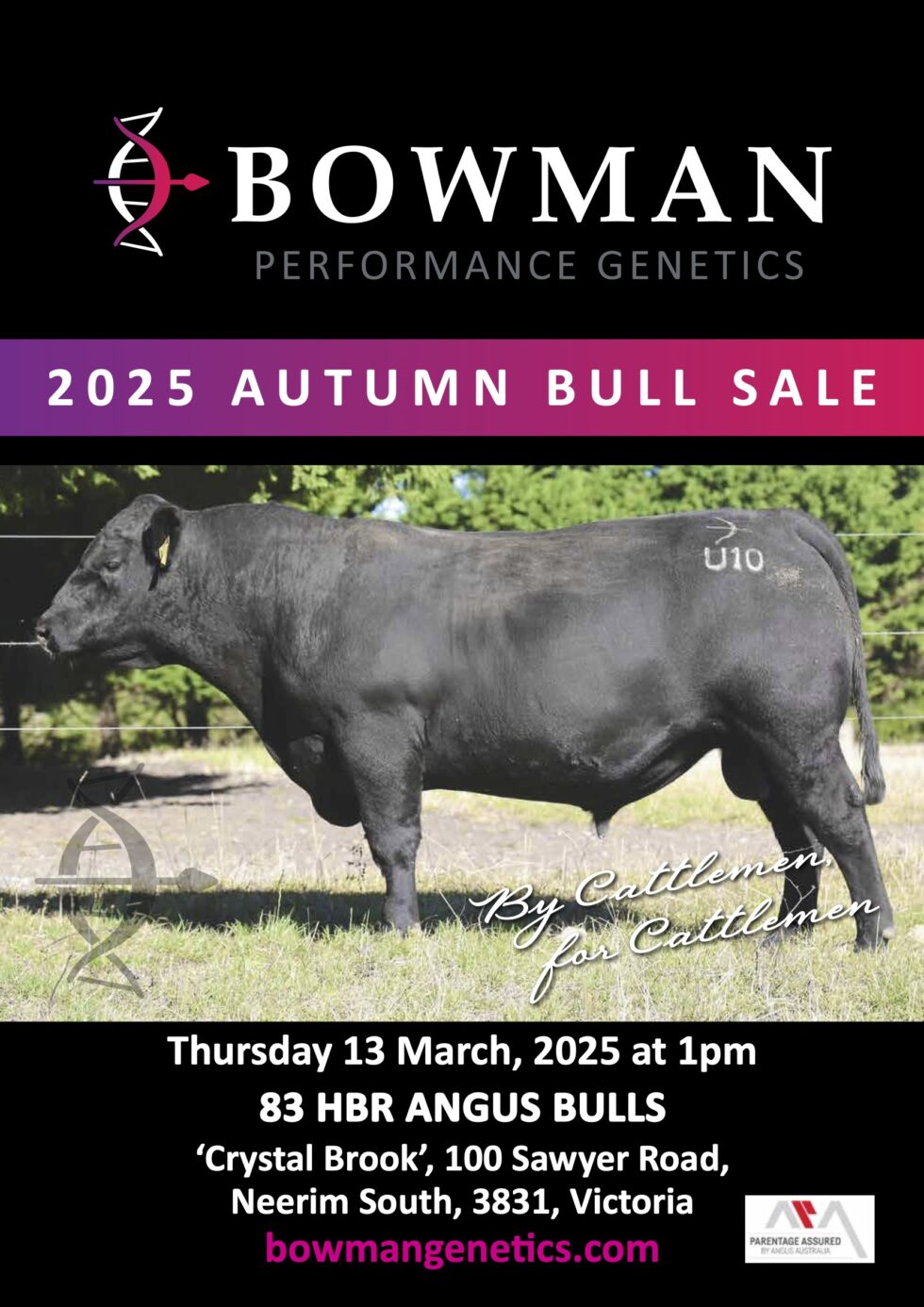 Bowman Performance Genetics 2025 On Property Bull Sale – March 13th ...