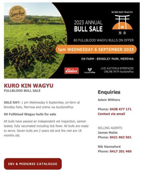 Kuro Kin Wagyu 2023 Bull Sale – Sept 6th | studstocksales